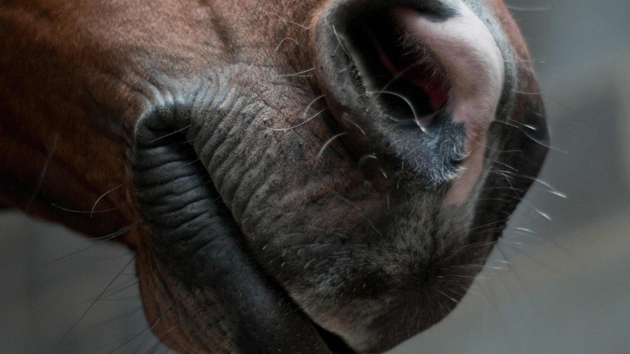 Blog Banner for Website Content | Pony Club Australia