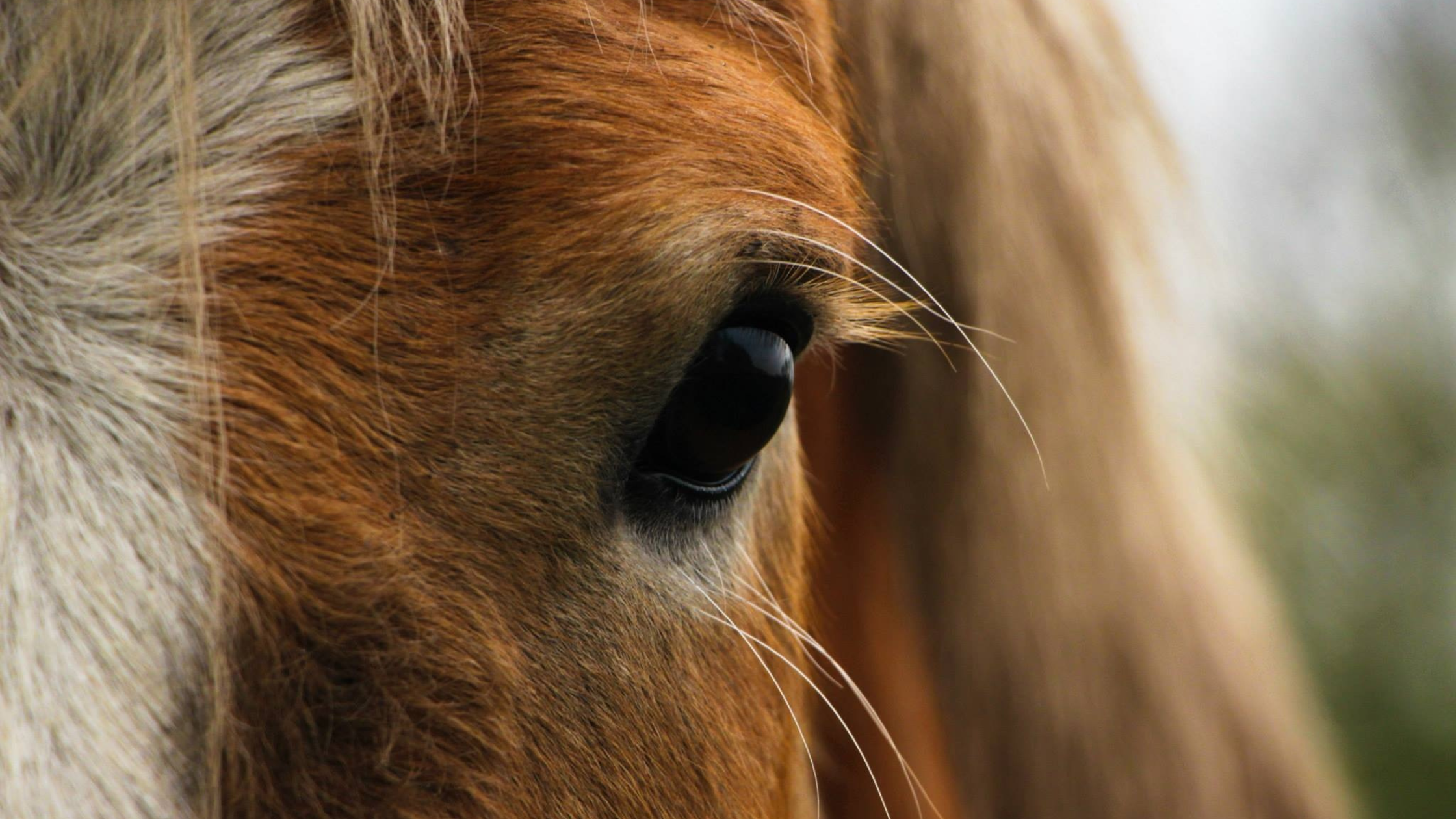 Misapplied Behaviour: How Misunderstanding Horses Justifies Harm