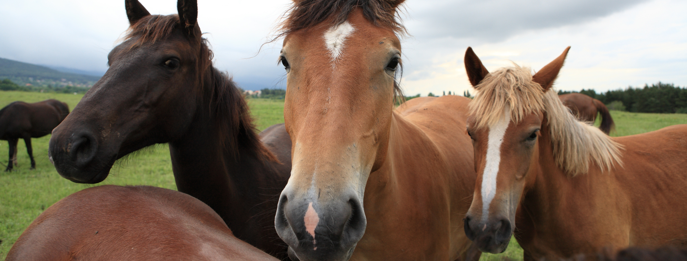 Understanding Herd Instincts: Why Your Horse Needs a Social Life