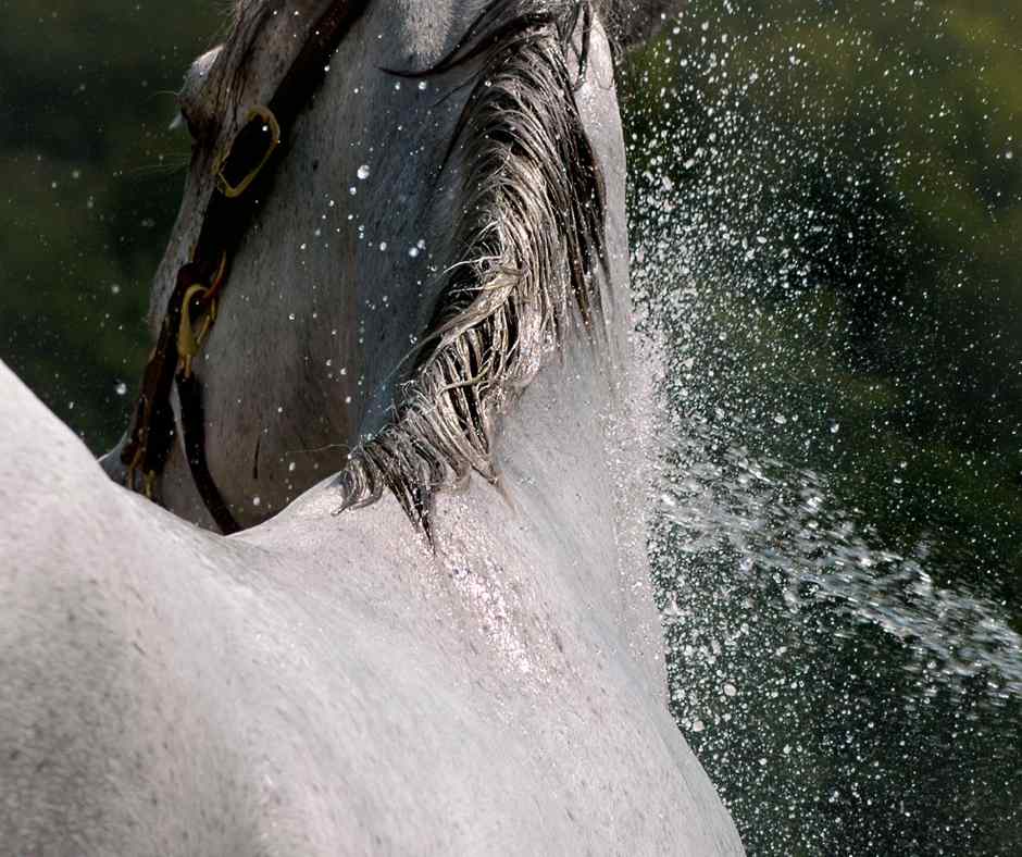 Caring for Horses in Extreme Heat: Heat Stress. Know the Signs, Act Fast