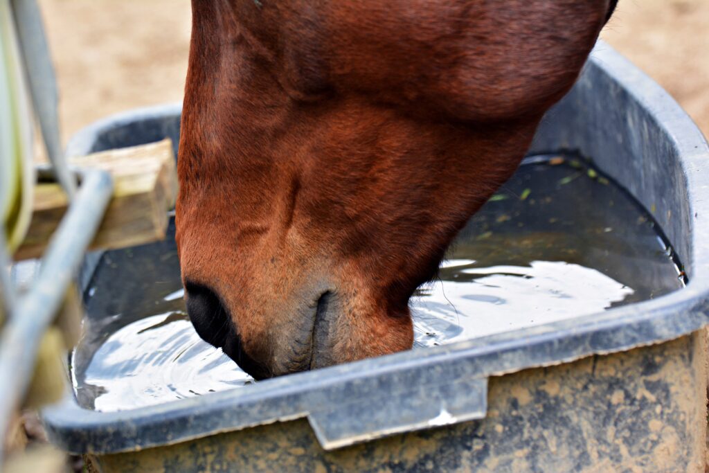 Caring for Horses in Extreme Heat: Heat Stress. Know the Signs, Act Fast