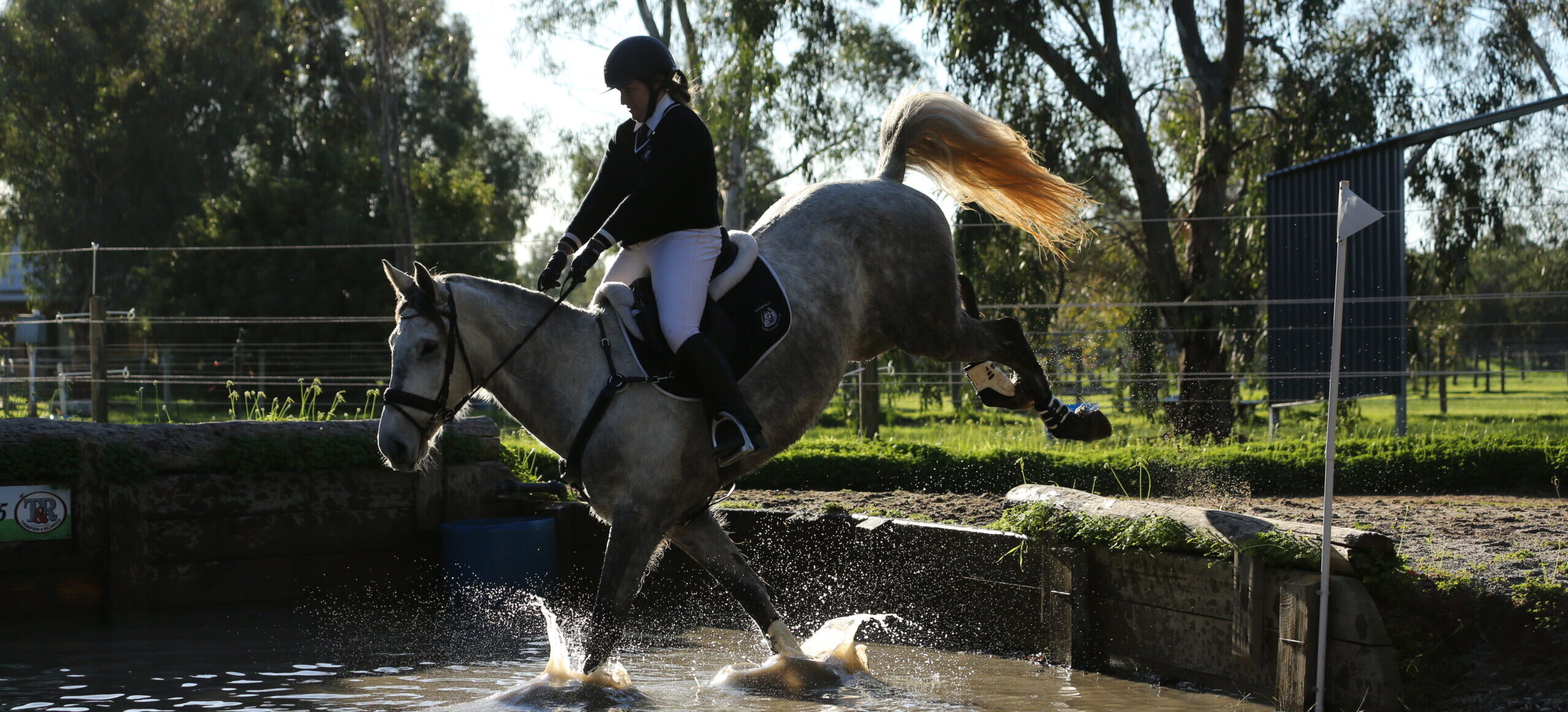 Understanding How Your Horse’s Memory Works