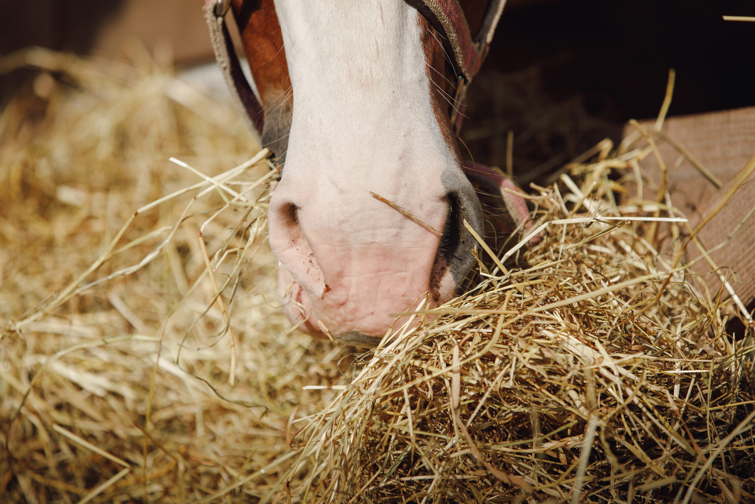 Closeup,Portrait,Of,Horse,Nose,And,Mouth,Eating,Hay,From | Pony Club ...